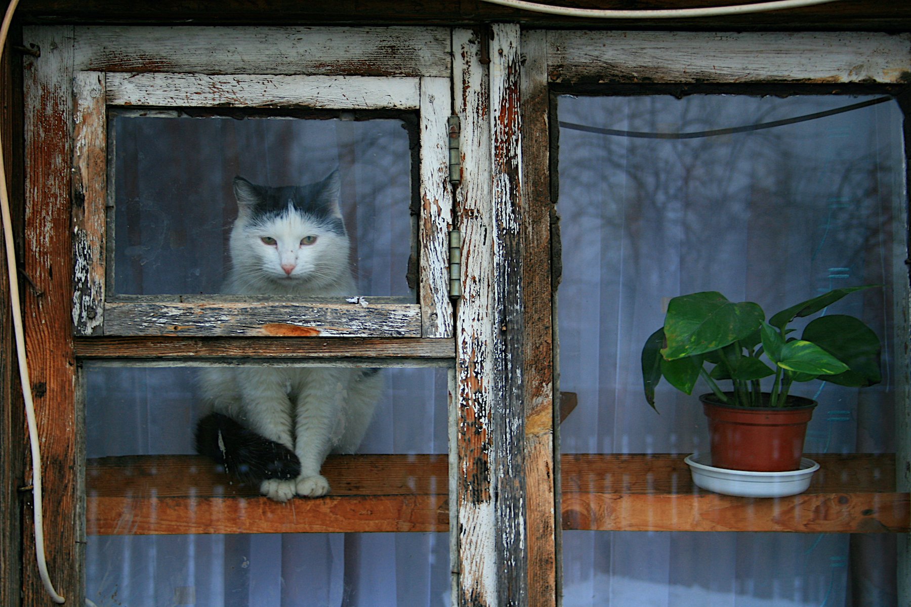 Is this the oldest cat flap in the world? - Great Big Story