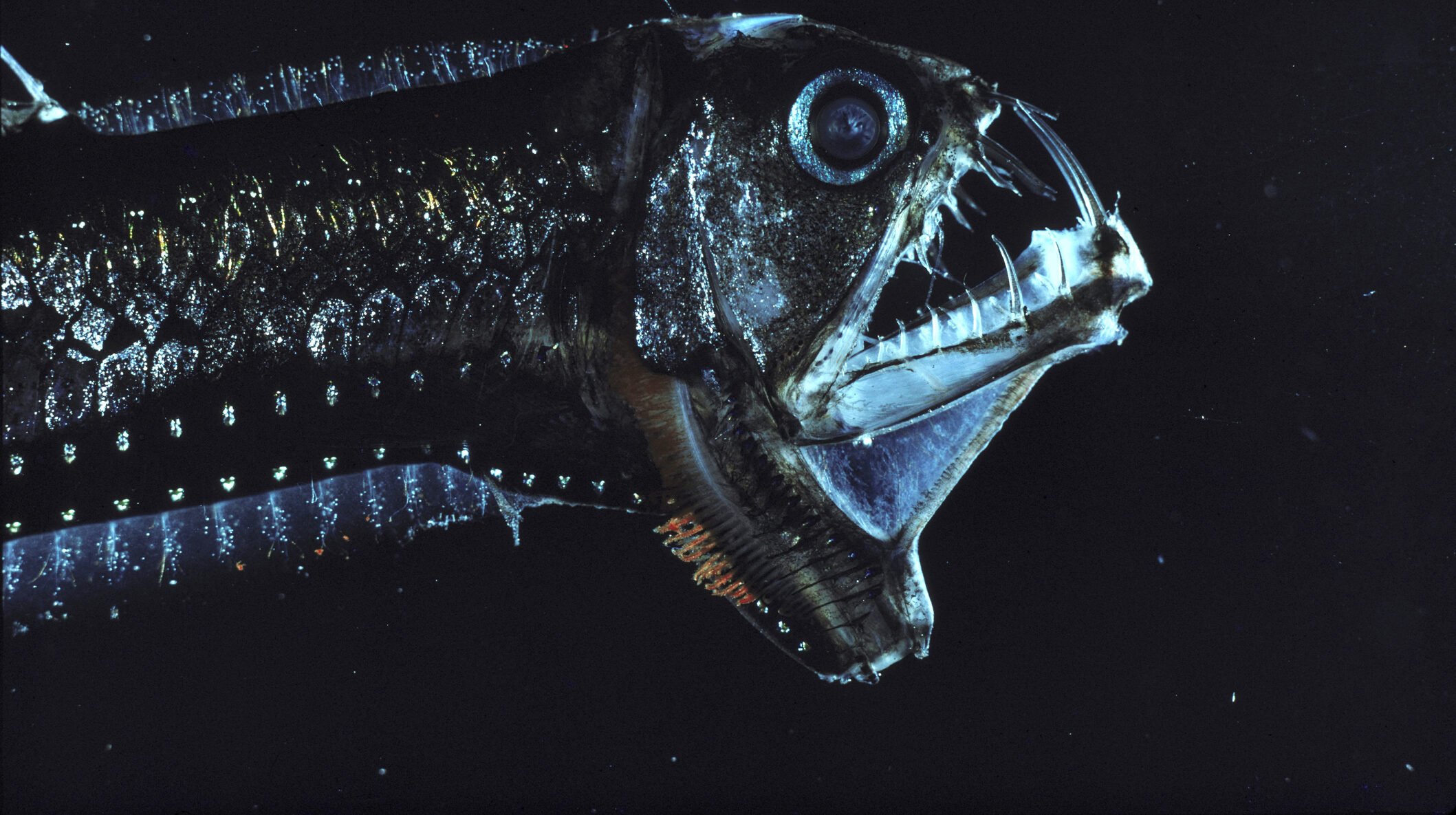 What is the deepest fish in the sea? - Great Big Story