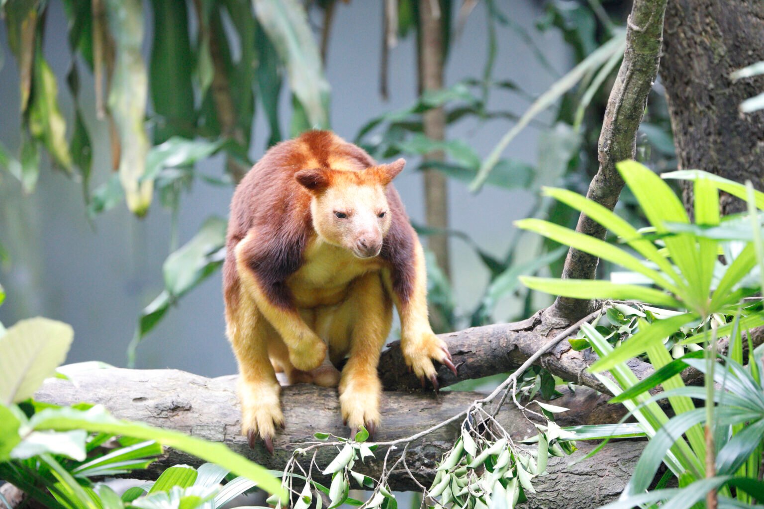 The kangaroo that lives up in the trees - Great Big Story