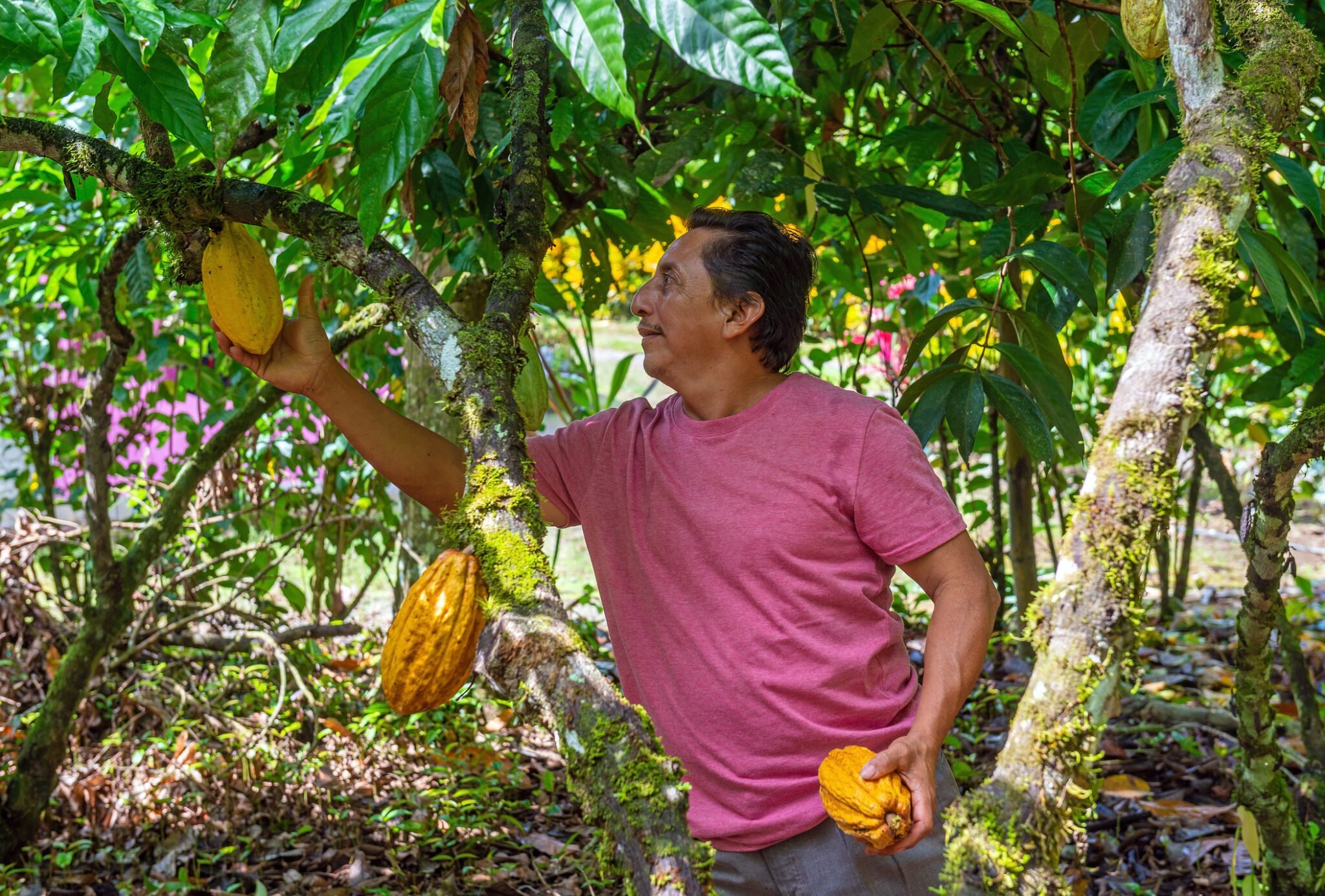 Nacional | The mission to save the world’s rarest chocolate - Great Big ...