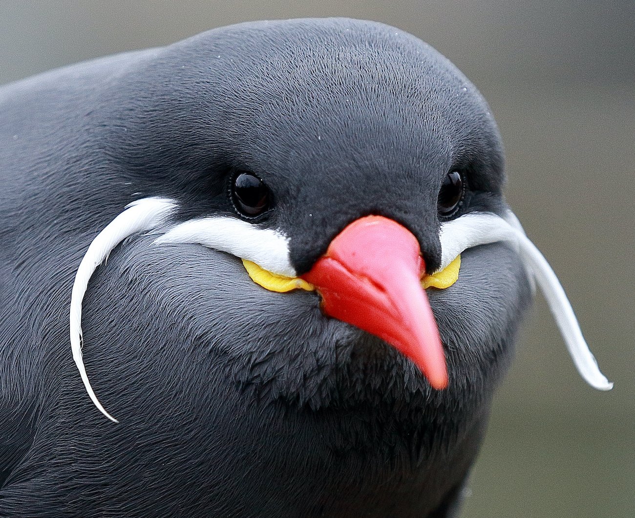 Does this bird have the best mustache? - Great Big Story
