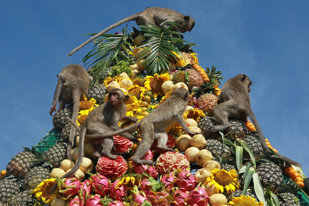 Thailand’s annual monkey banquet - Great Big Story
