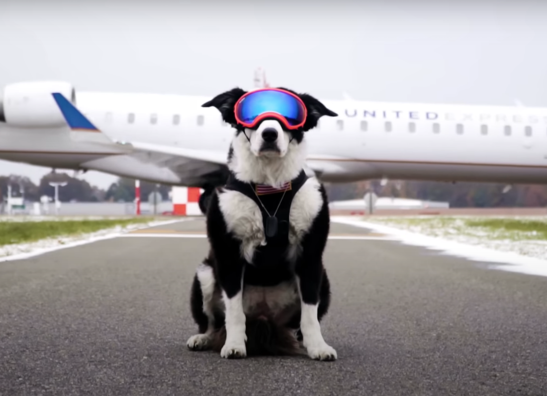 Did you meet the dog protecting planes from bird strikes? - Great Big Story